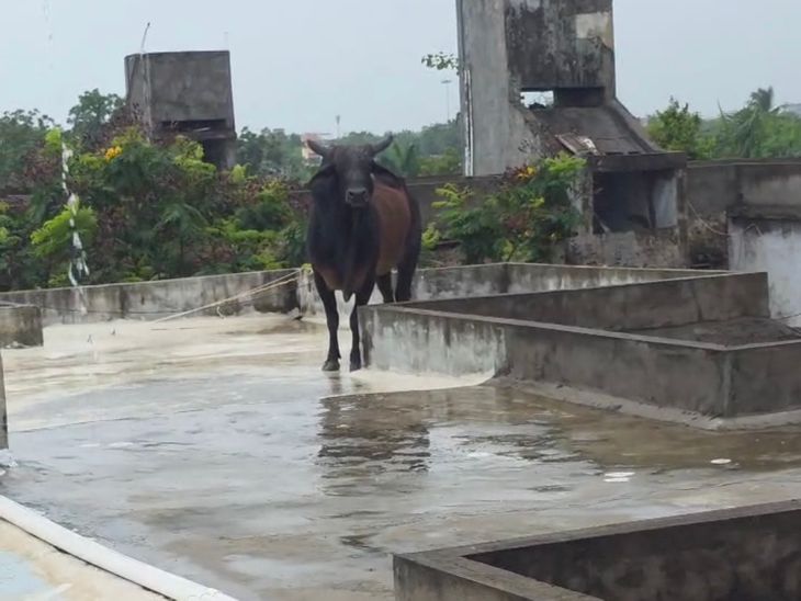 Fire brigade safely brought down Nandi, who climbed to the third floor ...