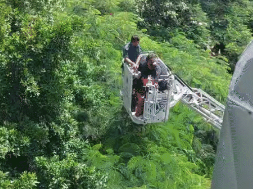 Woman climbs 60 feet high tree in semi-naked condition, rescued