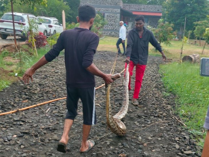 Python rescued in rainy weather in Bharuch