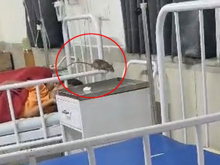Cat-sized rats infest Civil Hospital, more than 15 children were eaten ...