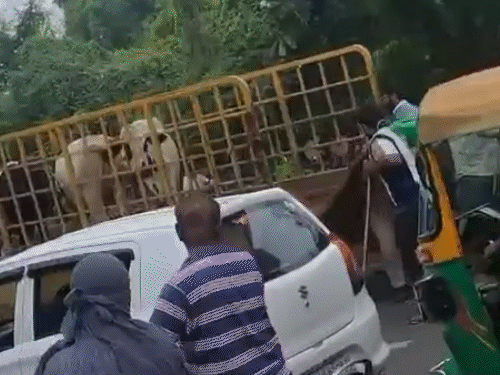 Stray cattle released after scuffle with police, VIDEO