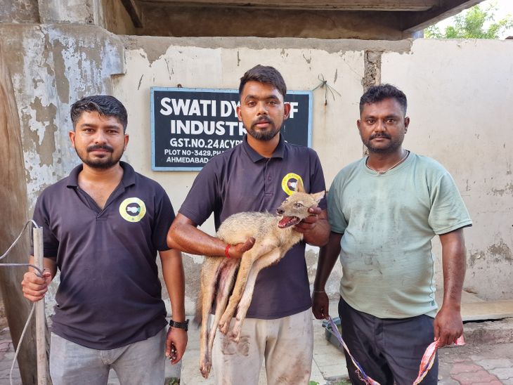 Rescue of a fox trapped in a factory of Vatva GIDC