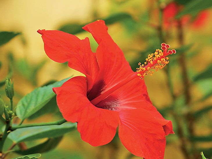 Grow Jasood, the favorite flower of Maa Durga, in the garden.