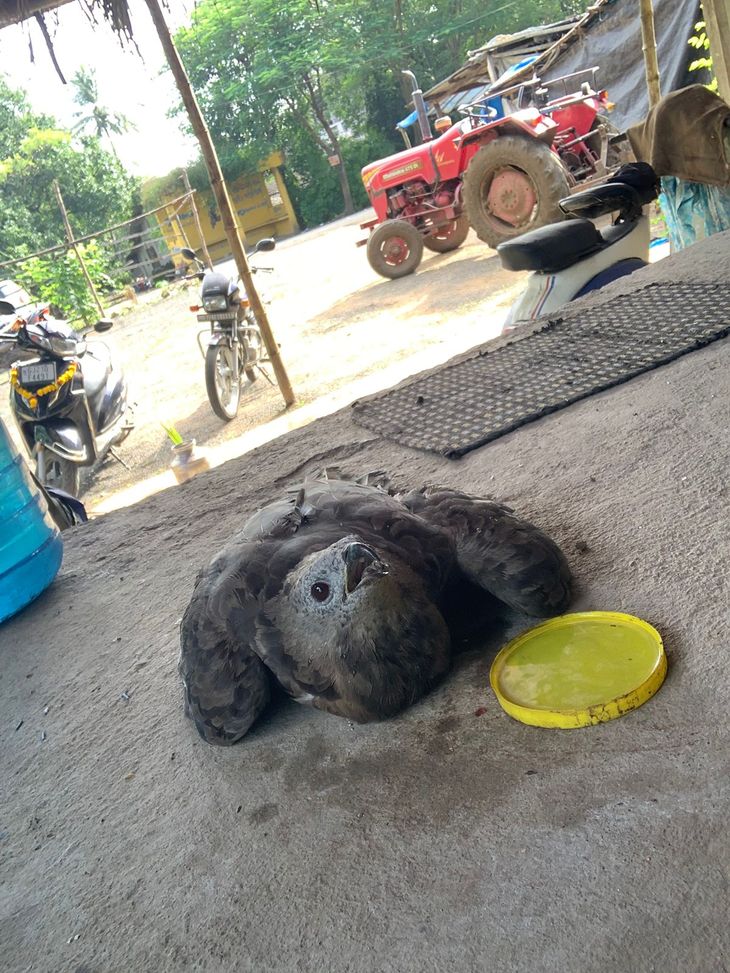 A bird that looks like a hawk was rescued in Khergam and handed over to ...