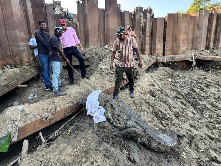 100 kg crocodile was lifted from a 25-foot pit with the help of a crane ...
