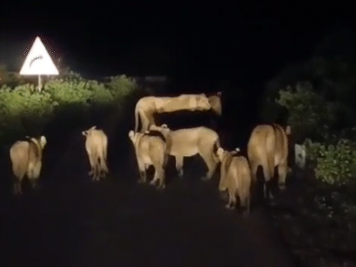 Gir Gadhada Umedpara Alidar Road: Rare Sighting Of Eight Lions Family ...