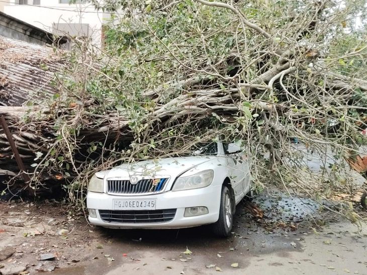 Tree falls on car, causing panic
