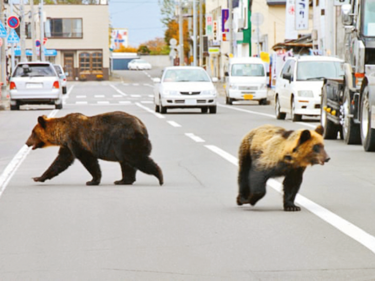 Bears roamed the towns of Japan