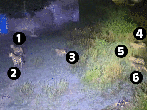 Not just one or two, a group of 11 lions was spotted in Girgadhda | ગીર ...