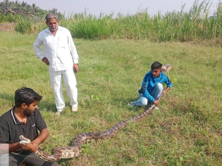11-foot python found in a field in Visavada village