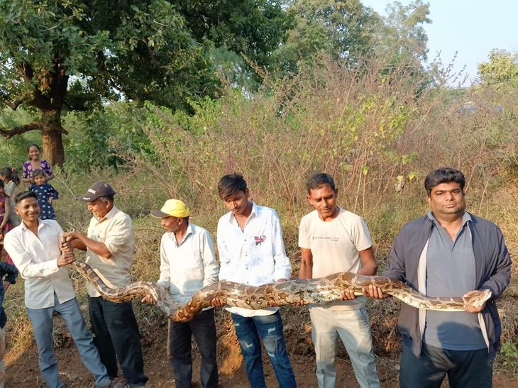 A giant python, 14 feet long and weighing 40 kg, was caught from Jamdara.