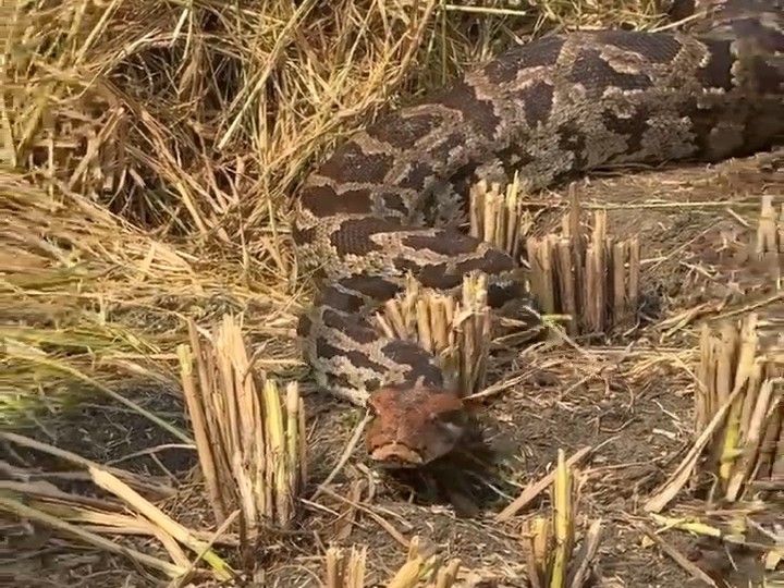 11-foot long python rescued near Tarapur
