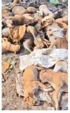 Dead animals are being disposed of in public, piles of dead animals in ...