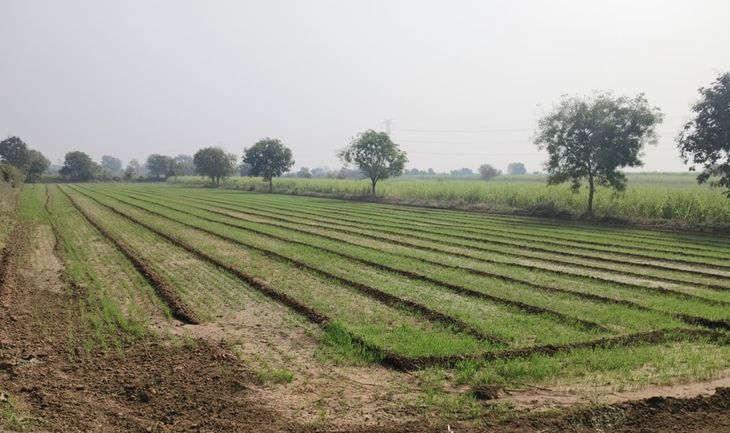 Rabi crops sown in 50,000 hectares in Bharuch district in 14 days