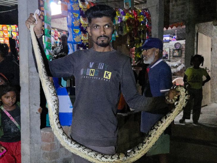 Kachareliya Six Foot Python Rescue Anaval Forest Released | કચરેલીયામાં ...