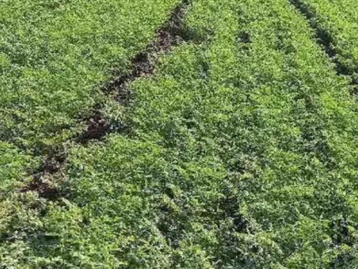 Rabi crops sown in 1.68 lakh hectares in Patan district