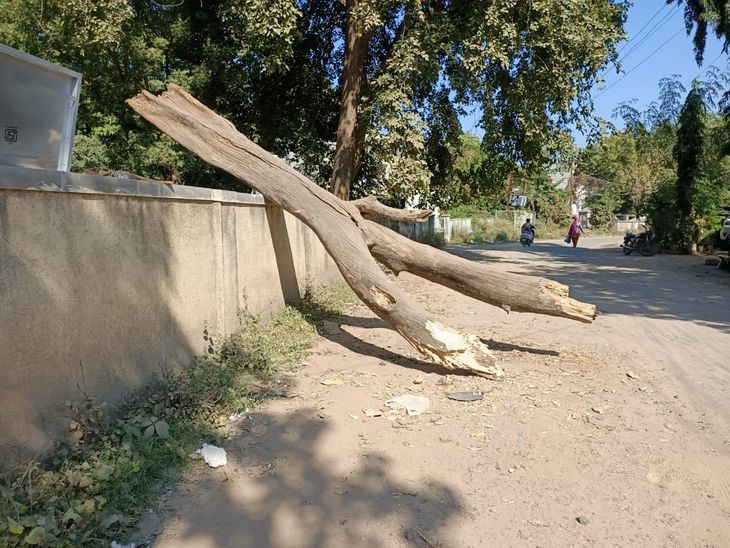 Godhra RTO Polytechnic College Road Hanging Tree Danger Photos | ગોધરા ...