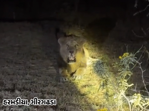 Gir-Gadhada Una Lions Roar Harmadiya Village; 4 Lions Stroll Sankhada ...