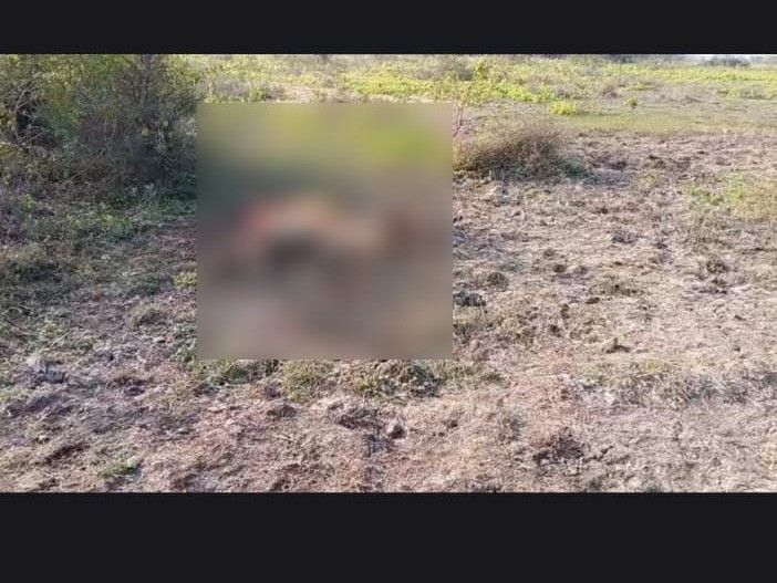 Gujarat Gariyadhar Lion Attack Update; Lion Kills Calf Saringpur ...