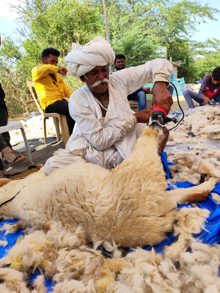 The new machine can extract wool from 90 to 100 sheep in 1 day, the ...