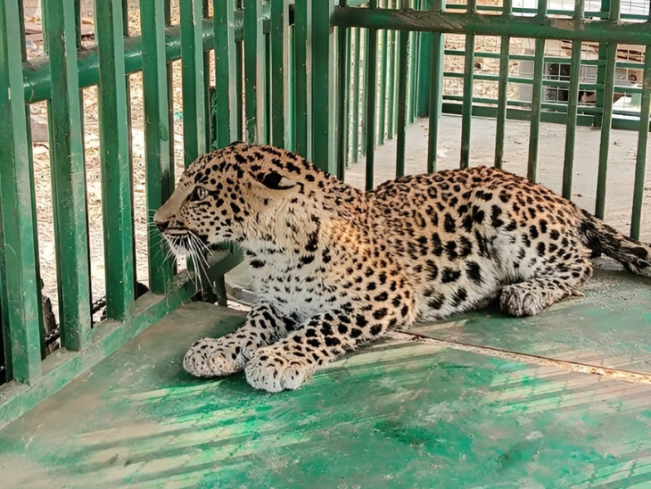 Leopard rescued from 50-foot deep well in uphill