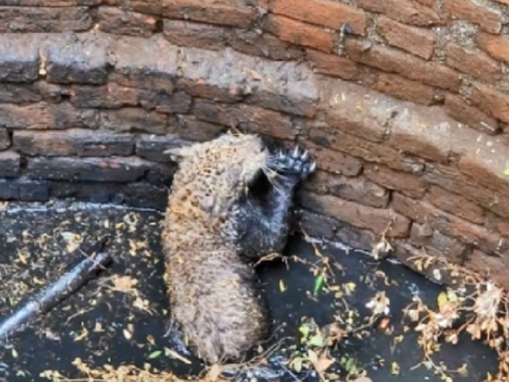 A 10-month-old leopard, in the early morning hunting mood, fell into a ...