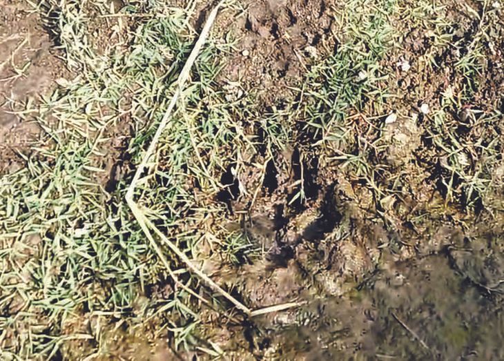 Fear spreads after lion kills calf in Kailashnagar Seem area of Dhoraji