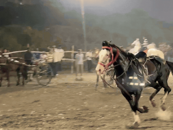 Surat Horse Show: Rider Injured as Horse Uncontrolled