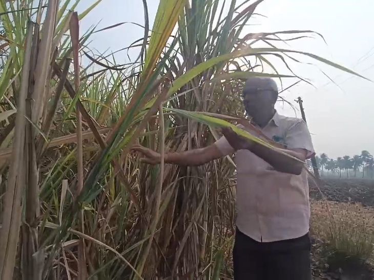 South Gujarat Sugarcane Farmers Demand Sugar MSP Hike; Mills Threaten ...