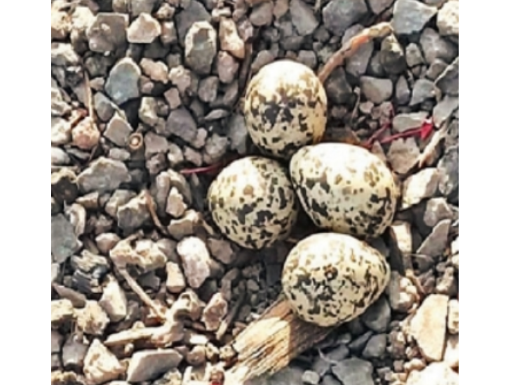 A titmouse laid four eggs on the ground in Kundla.