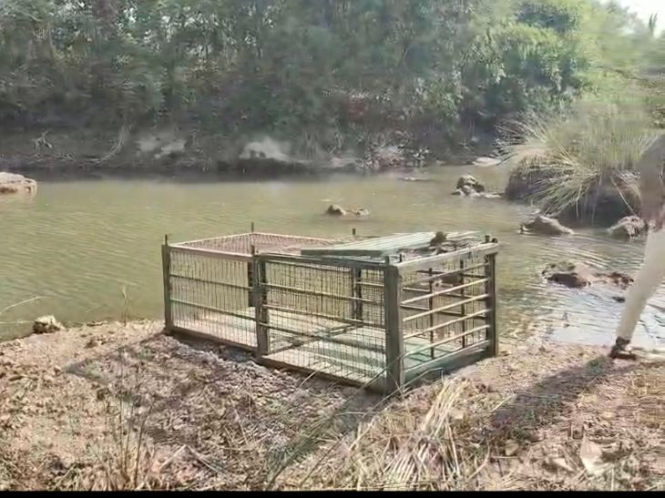 Baby Death After Crocodile Attack; Gir Gadhada Forest Dept Active ...