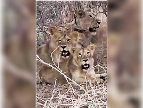 Lion family dominance: Lioness and 3 cubs seen roaming freely in Barda ...