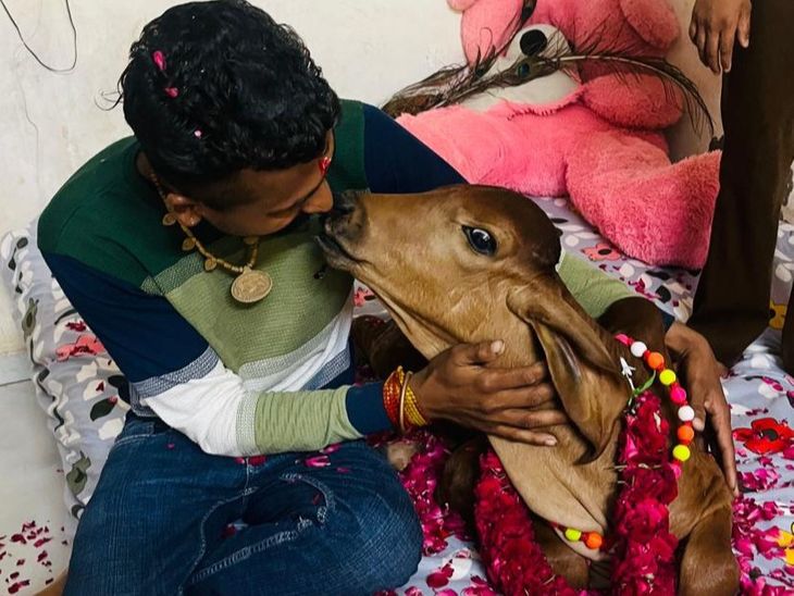 Bahucharaji: Baby Calf Celebrated Like Daughter in Endla Village