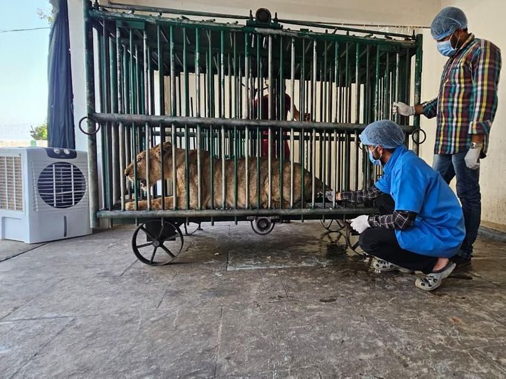 Gir Lions Isolated in 10km Area; Vaccination & Treatment Begins