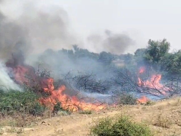Tharad Jamda Fire: Live Wire Short Circuit Burns Bushes Near Narmada Canal