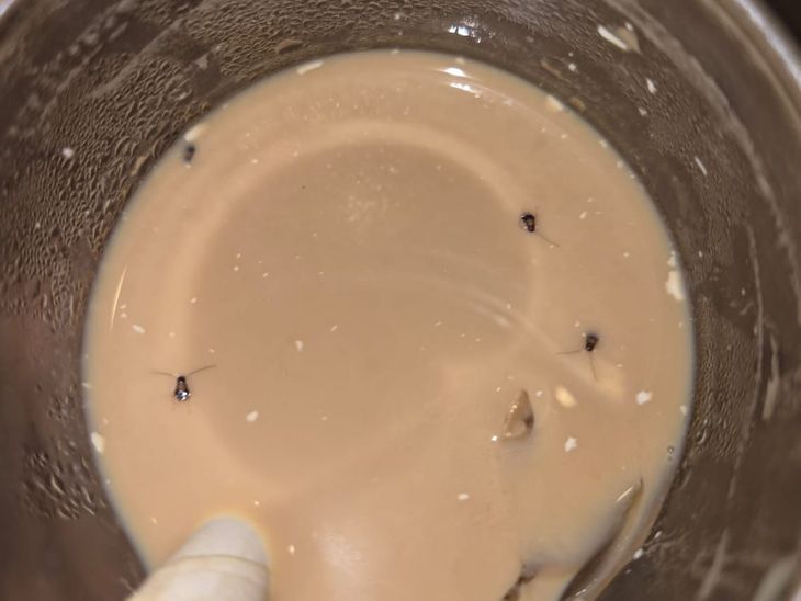 Bodakdev Mocha Cafe Hygiene Issue; Cockroaches Found | AMC Investigation