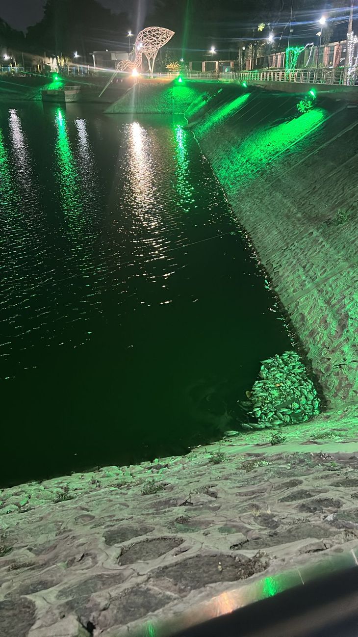 Fish died due to oxygen depletion in the lake water.