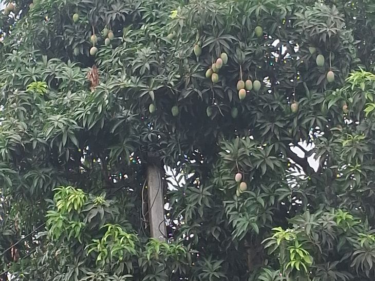 Valsad Mango Crop Partial Damage; Cyclone Rain Confirmed by ...