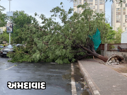 Ahmedabad Rain 1.5 Inch; Trees Fall; Gujarat Pre-Monsoon Storm