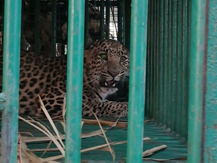 Leopard Attacks Girl in Tativeda; Caught After 48 Hours | Veraval News