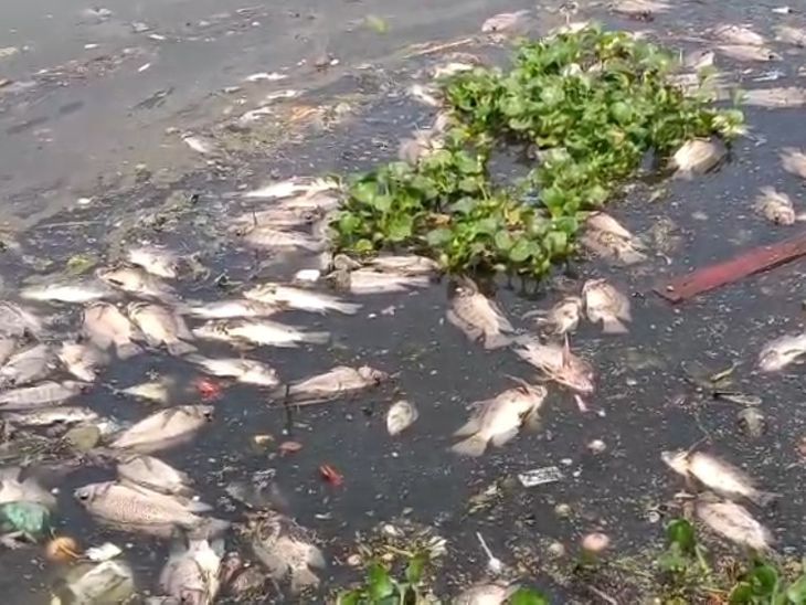 Gotri Lake Fish Kill; Vadodara Locals Protest Negligence