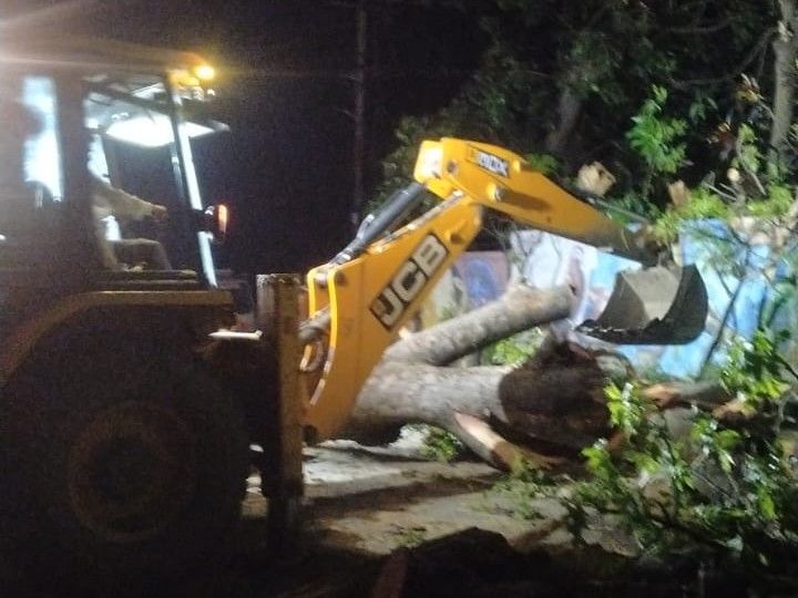 Dahod Tree Fall Blocks Road; Traffic Disrupted, Bats Die