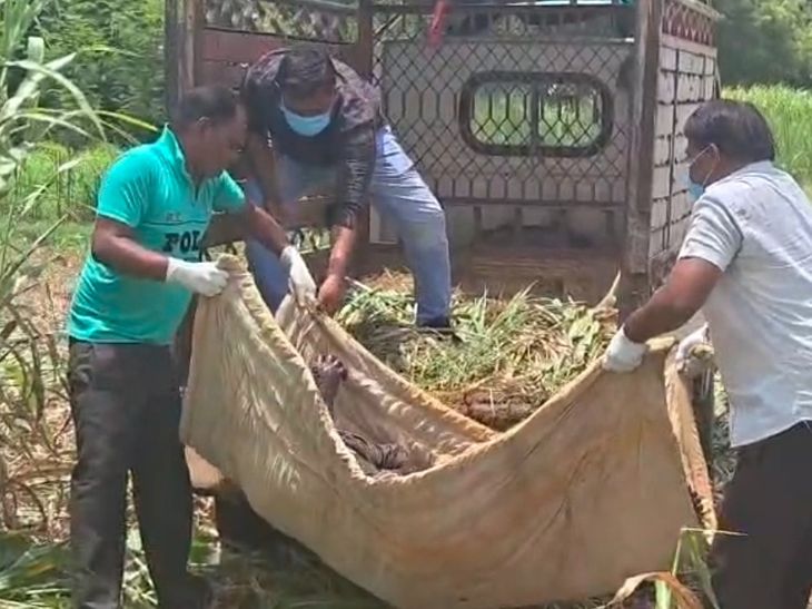 Vadodara Youth Decomposing Body Found in Farm; Post Mortem to Reveal Cause