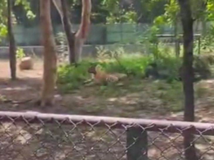 Surat Nature Park Tiger Provocation Controversy | Administration Takes ...