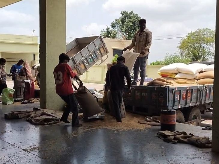 Vanthali Wheat Procurement Crisis; Farmers Face Distress | Rain Fear