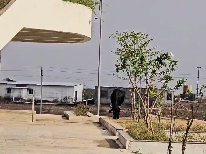 Rajkot Airport Animals Viral Video; Security Lapse Exposed | VIP Gate Chaos