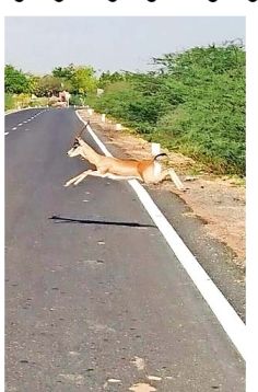 Image of chinkara crossing road becomes symbol of wildlife 'protection'