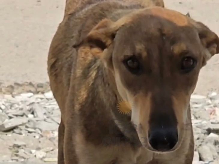 Godhra Dog Attack: Brother-Sister Bitten | Civil Hospital Treatment