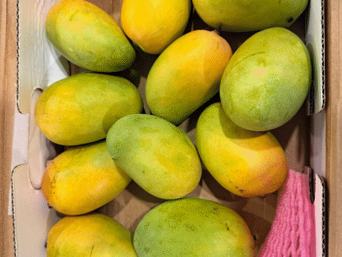 Gir Mangoes Earn ₹250 Crore; Record 9.45 Lakh Box Sales | Taalaala ...