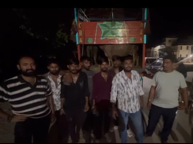 Siddhpur Cows Rescued; Truck Driver & Cleaner Arrested | Gujarat News